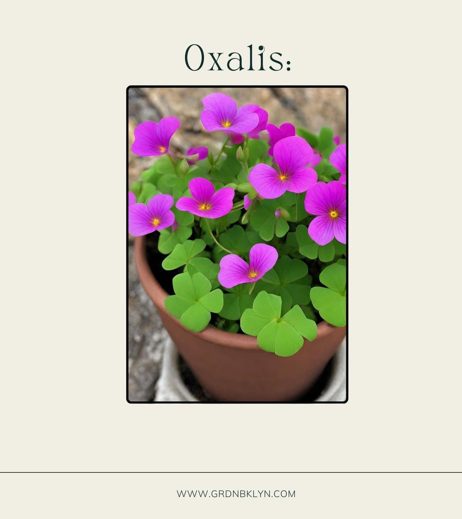 Oxalis Care Guide – GRDN