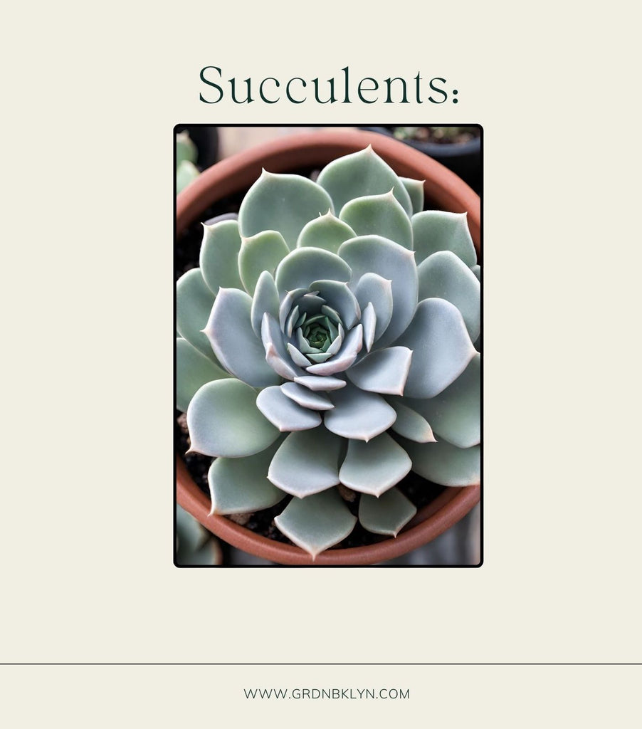 Succulents Care Guide – GRDN