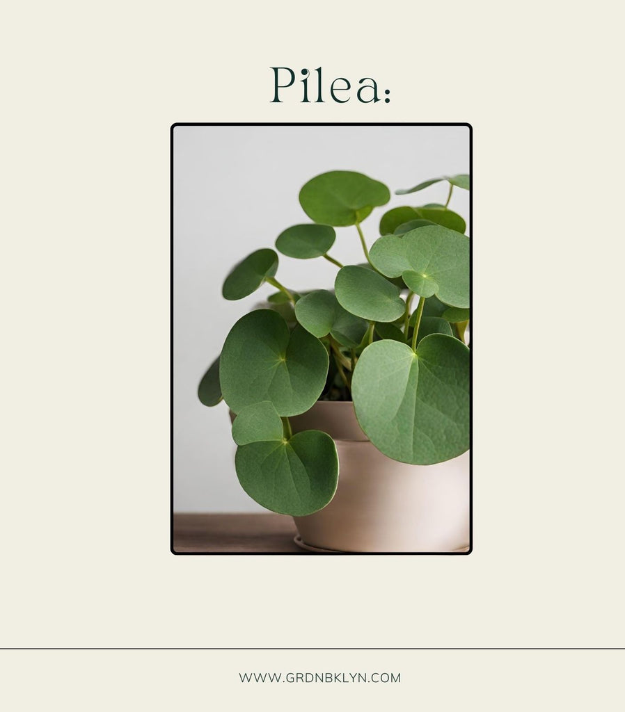 Pilea care Guide – GRDN