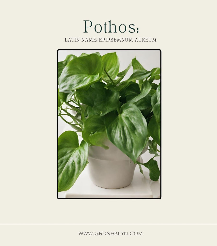 Pothos Care Guide – GRDN